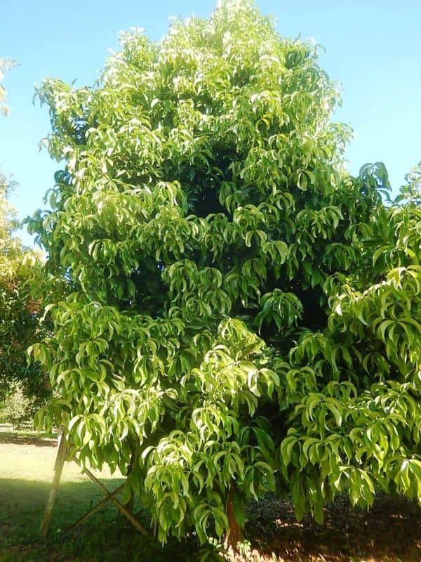 Fruit Trees in Panama - Marañón de Curacao