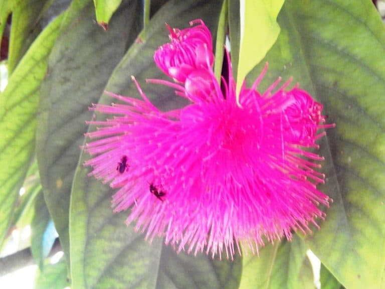 Fruit Trees in Panama - Marañón de Curacao