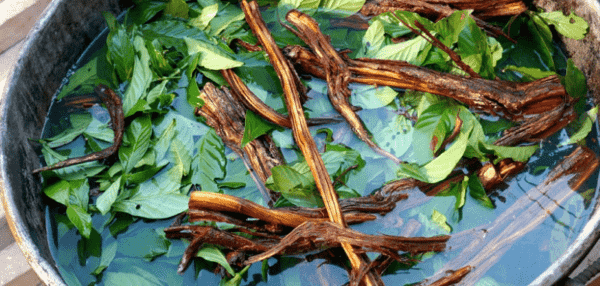 Medicinal Plants in Panama - Panama Relocation Tours