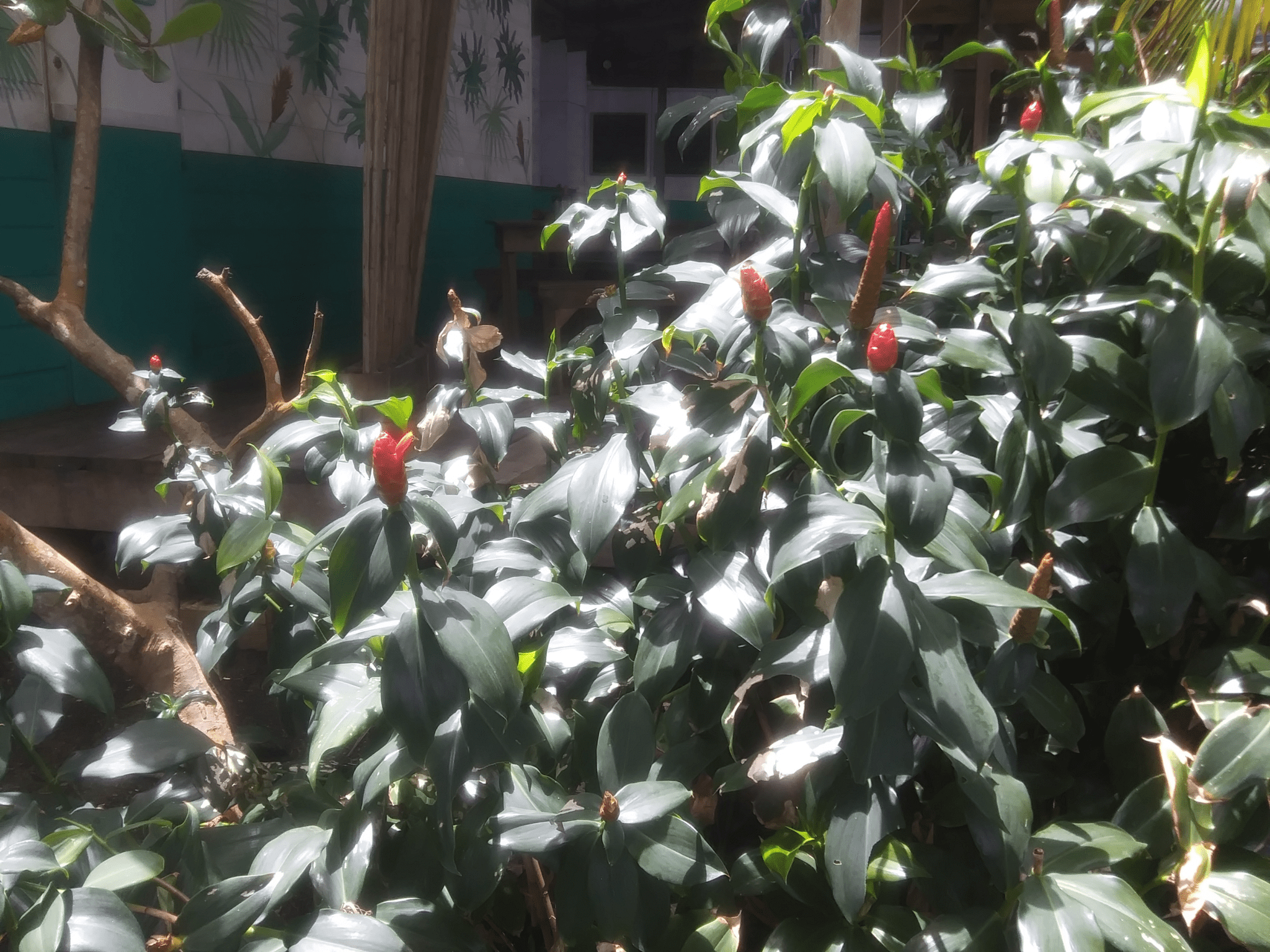 Medicinal Plants in Panama - Panama Relocation Tours