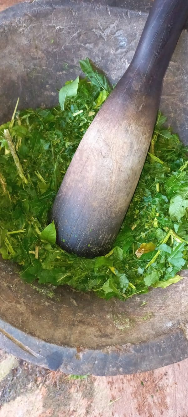Medicinal Plants in Panama - Panama Relocation Tours