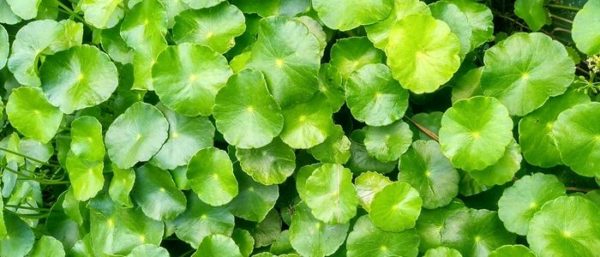 Medicinal Plants in Panama - Panama Relocation Tours